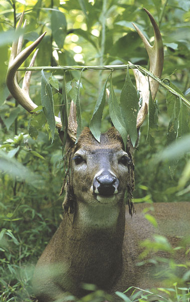 Louisiana Sportsman