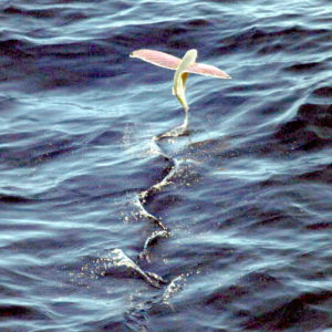 Louisiana Sportsman