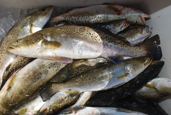 Louisiana Sportsman