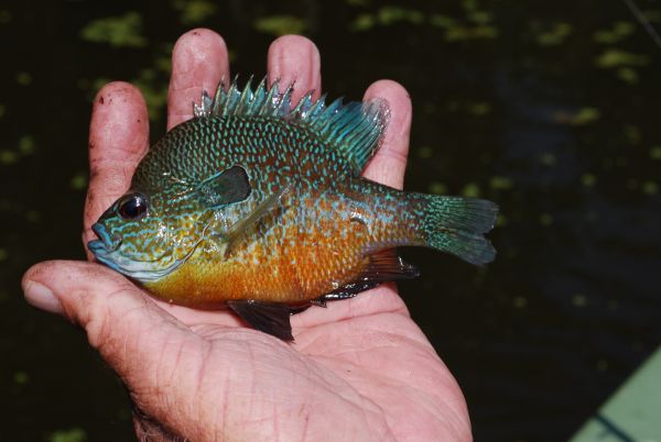 Louisiana Sportsman
