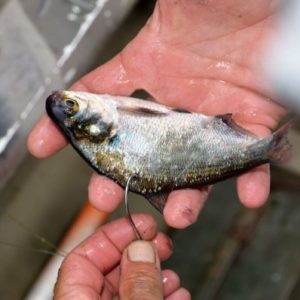 Louisiana Sportsman