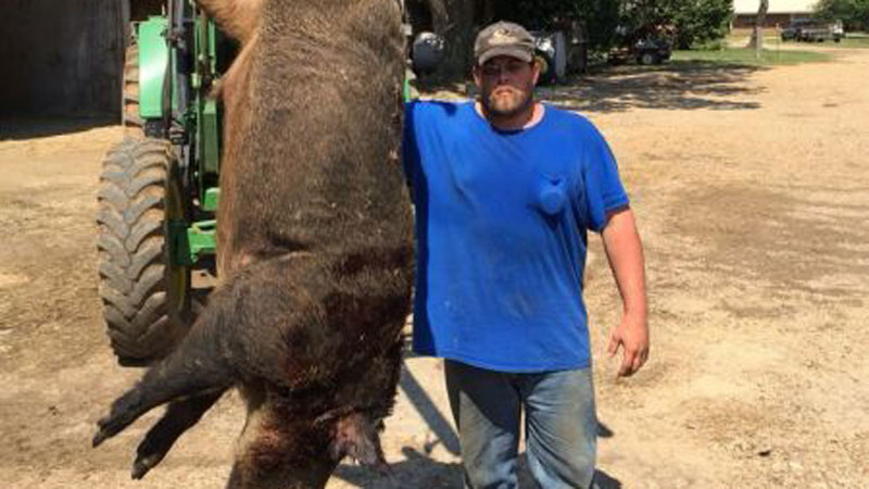 Louisiana Sportsman