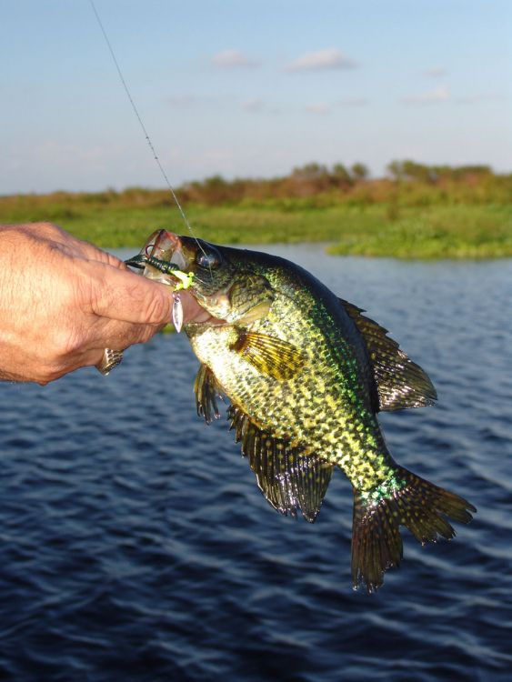 Louisiana Sportsman