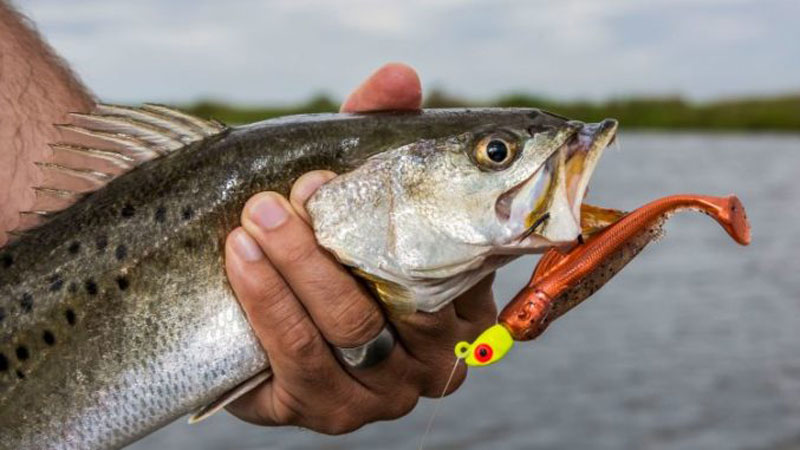 Louisiana Sportsman