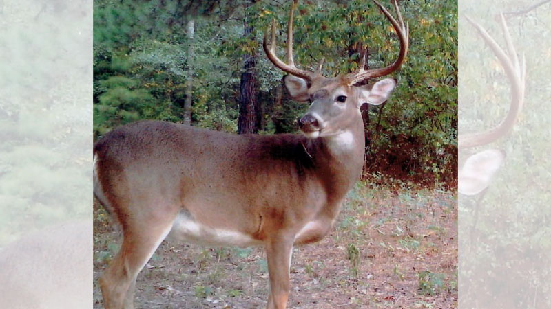 Canine Teeth In Whitetail Bucks