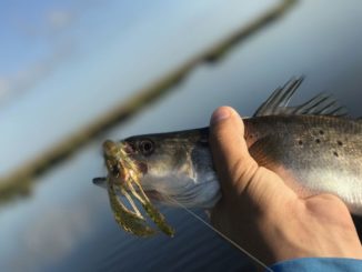 Louisiana Sportsman