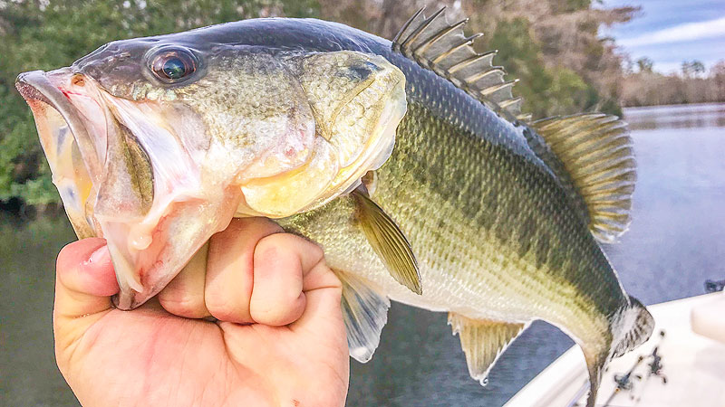 Louisiana Sportsman