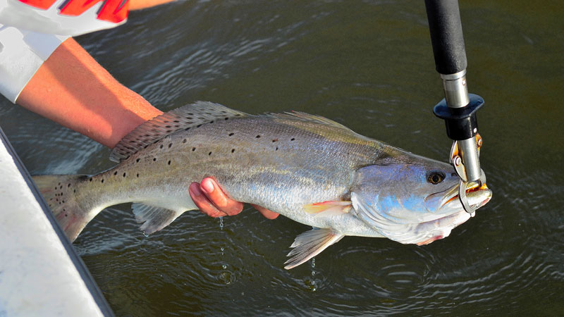 Louisiana Sportsman