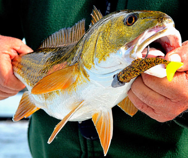 Louisiana Sportsman