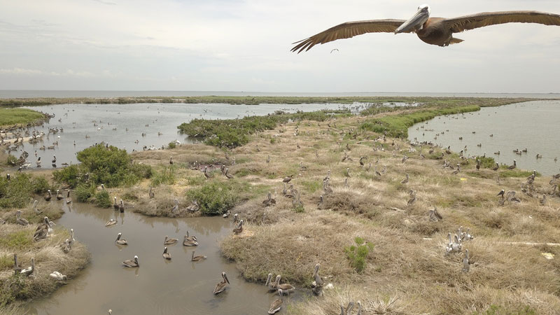Louisiana Sportsman