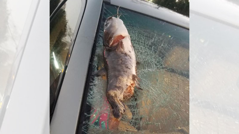 Louisiana Sportsman