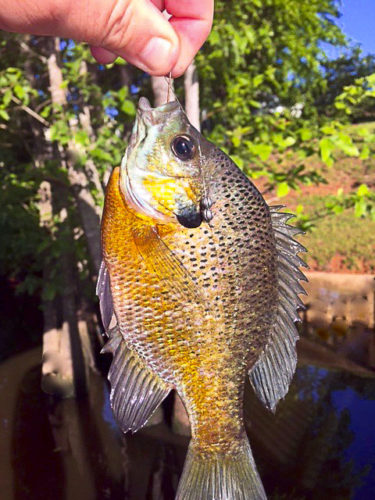 Louisiana Sportsman