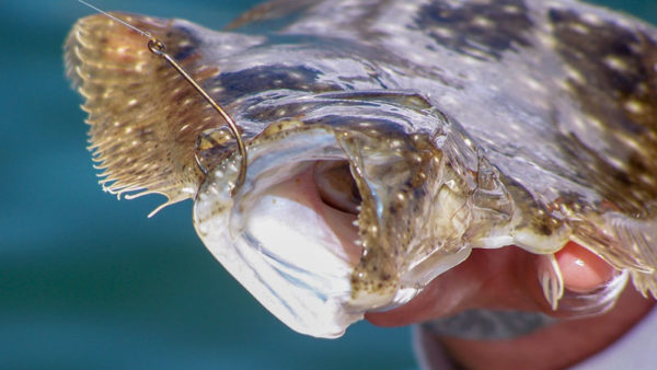 Louisiana Sportsman