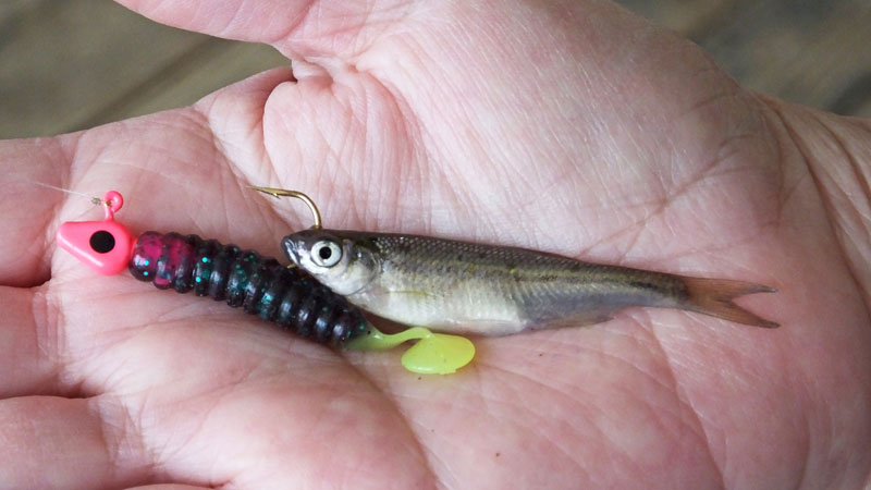 Louisiana Sportsman