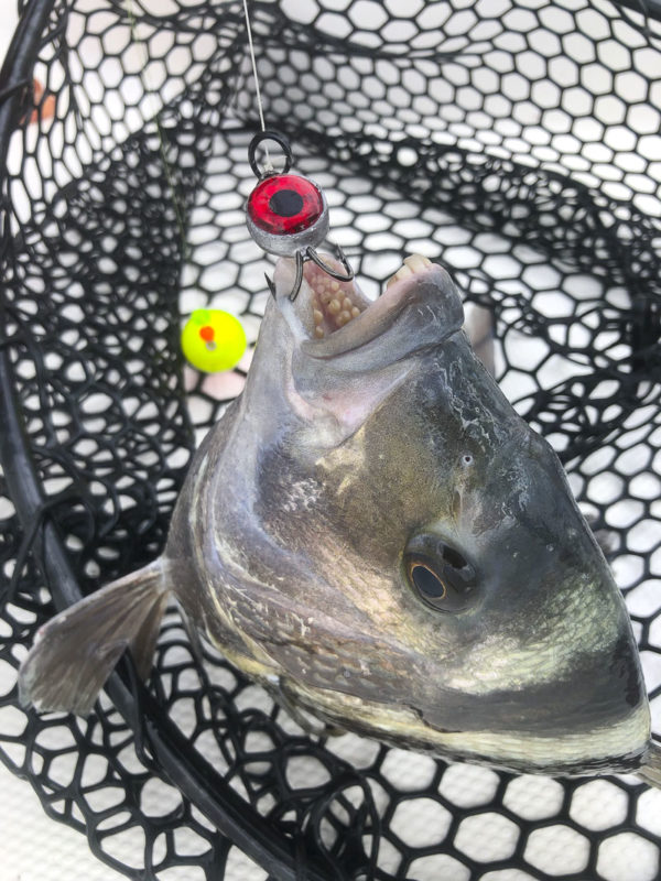 Louisiana Sportsman