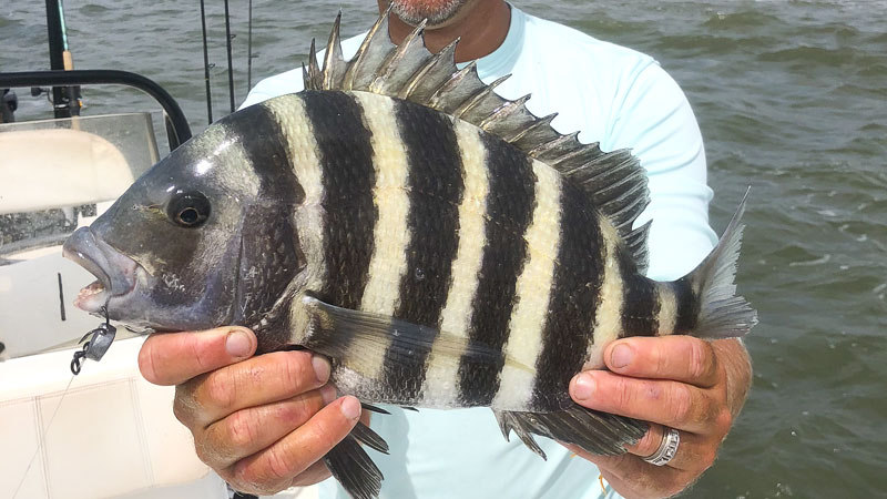 Louisiana Sportsman