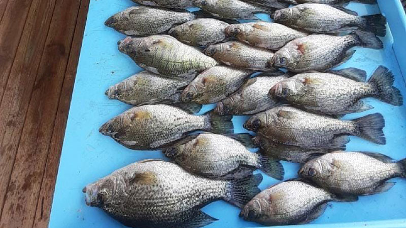 Louisiana Sportsman