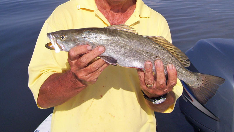 Louisiana Sportsman