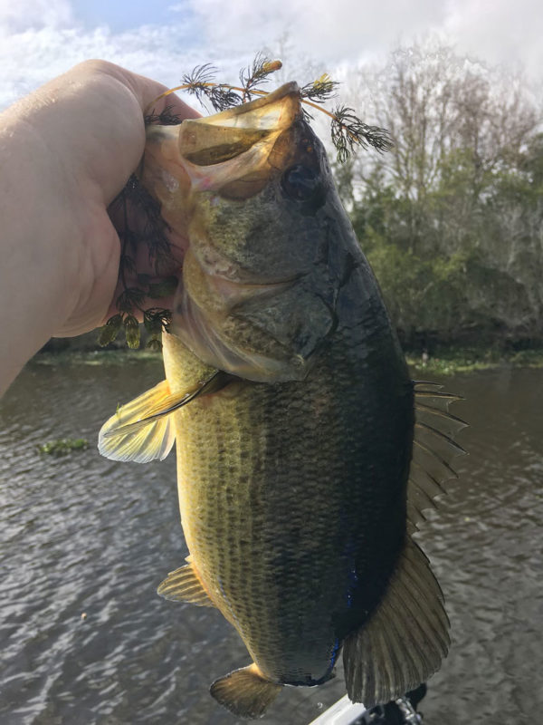 Louisiana Sportsman