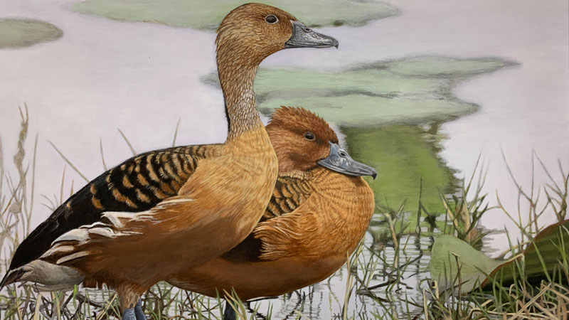 Louisiana Sportsman