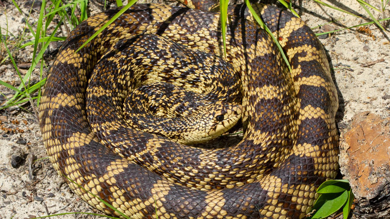 Louisiana Sportsman