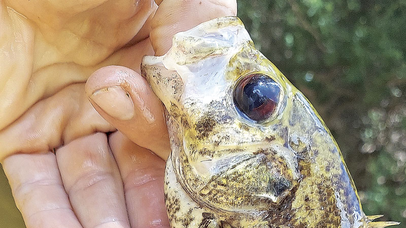 Louisiana Sportsman