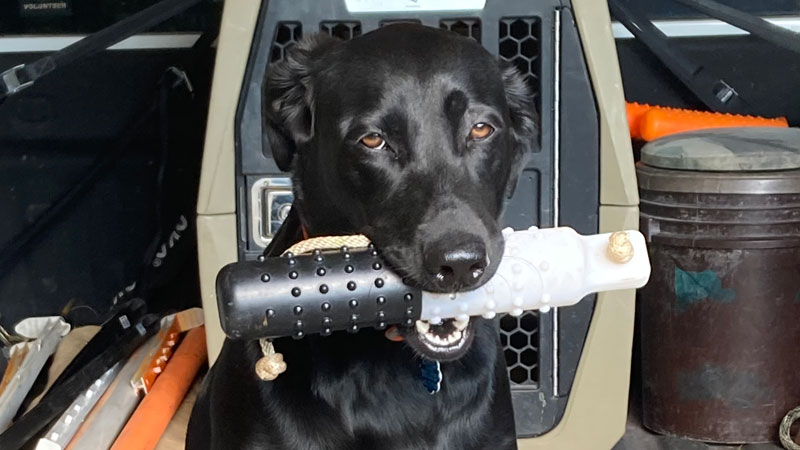 What Is Force Fetch Training For A Dog