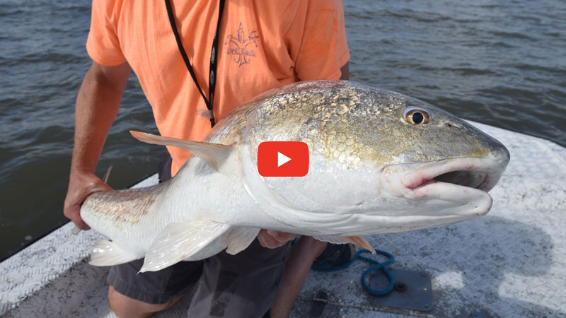 Louisiana Sportsman