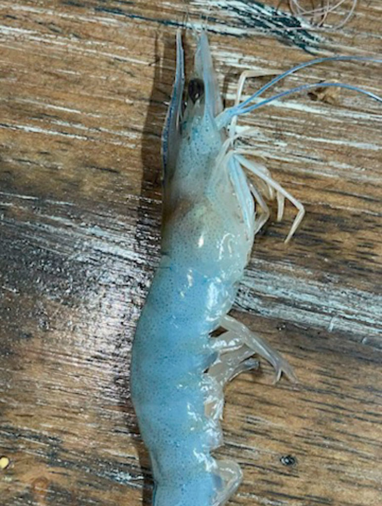 Louisiana Sportsman