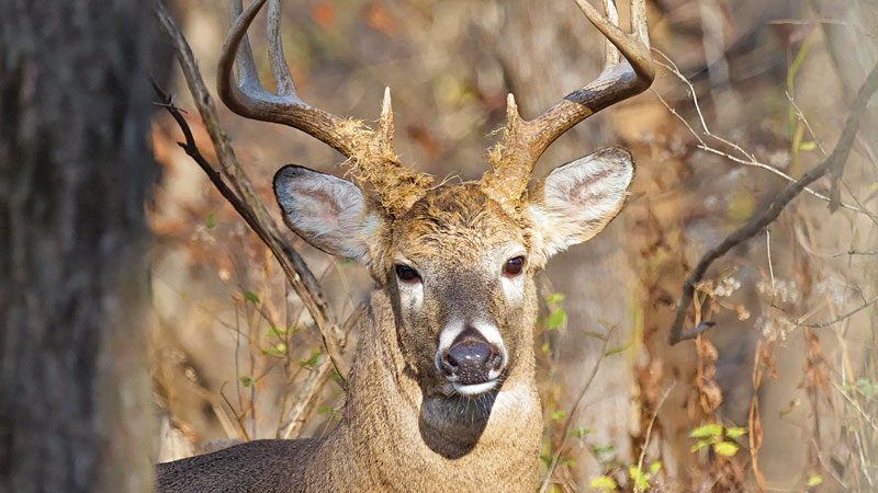 Louisiana Sportsman