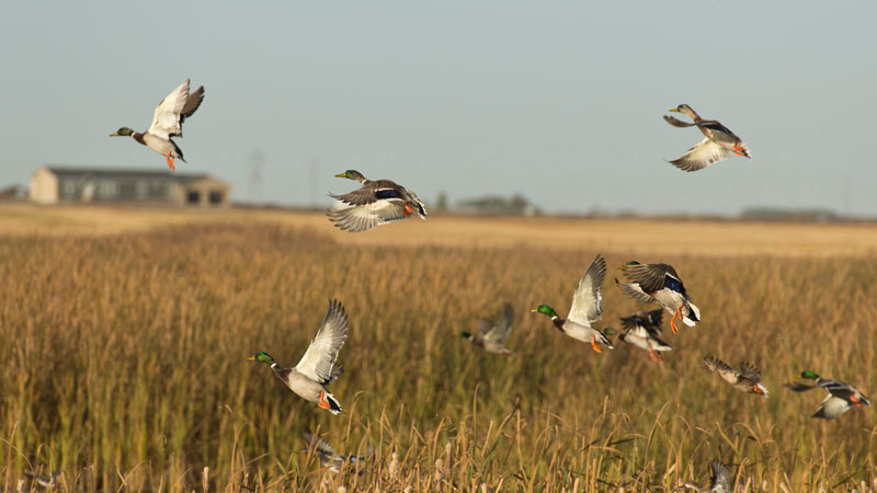 Louisiana Sportsman