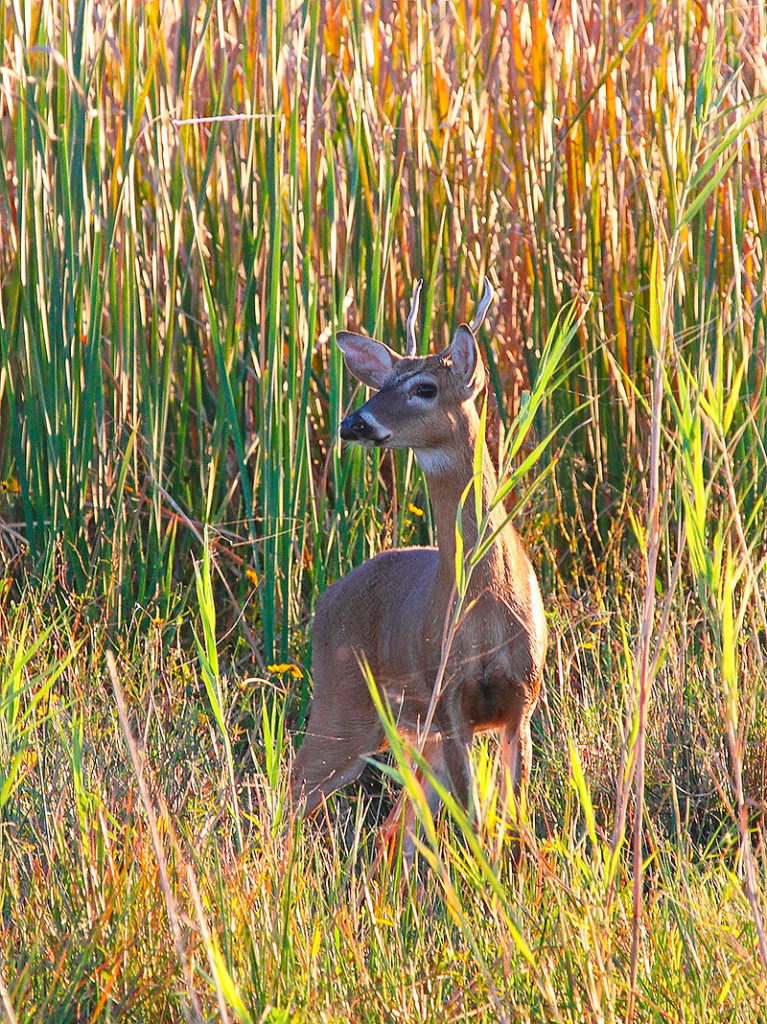 Louisiana Sportsman