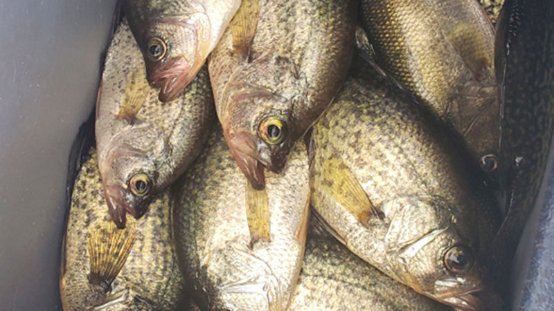 Louisiana Sportsman