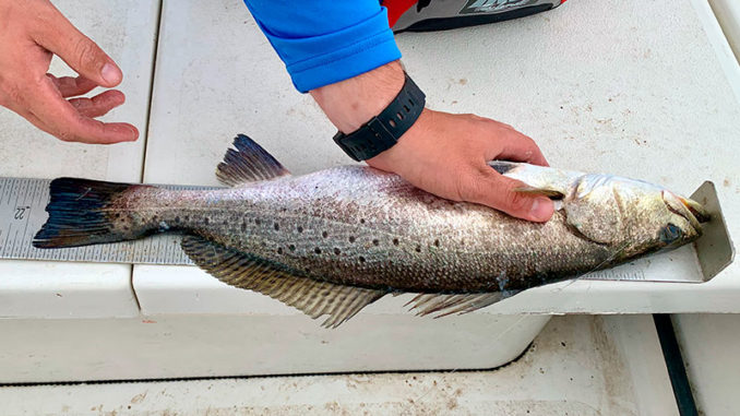 Louisiana Sportsman