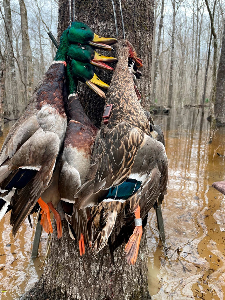 Louisiana Sportsman