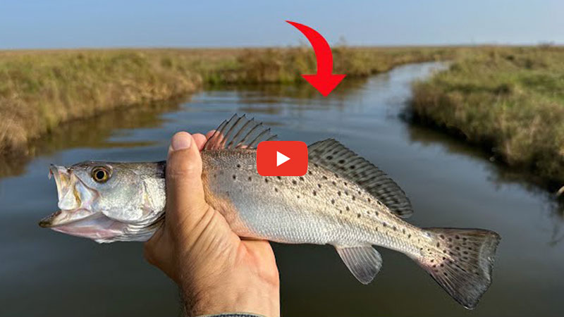 Louisiana Sportsman