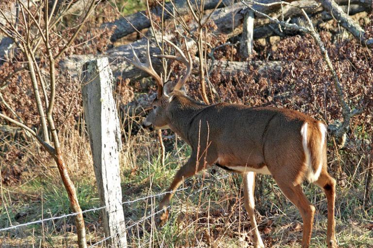 Louisiana Sportsman