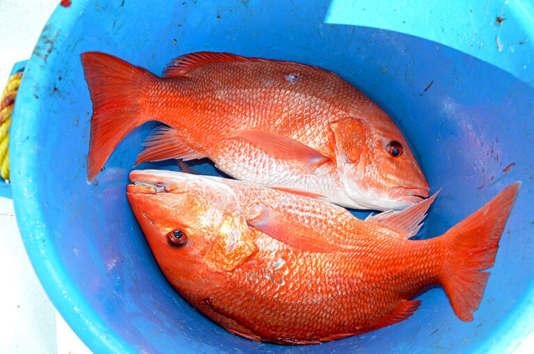 Louisiana Sportsman