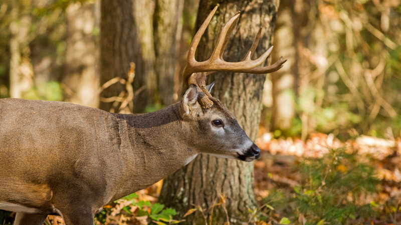 Louisiana Sportsman