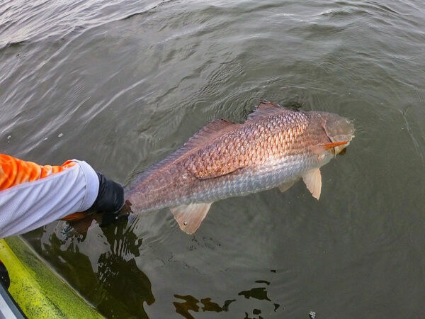 Louisiana Sportsman
