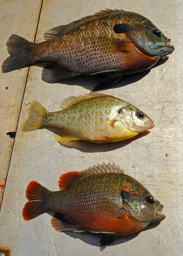 Louisiana Sportsman
