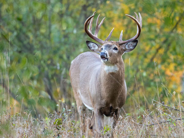 Louisiana Sportsman