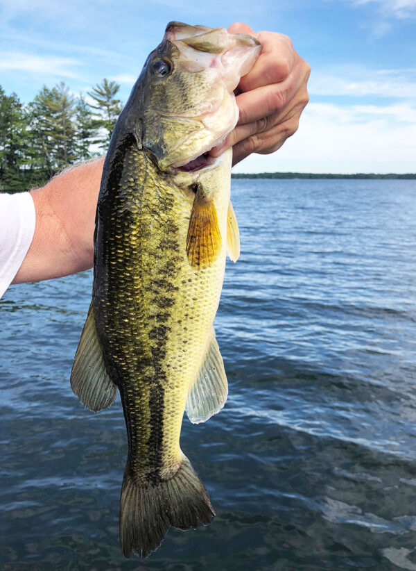 Louisiana Sportsman