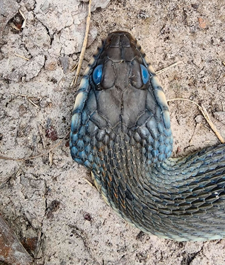 Louisiana Sportsman