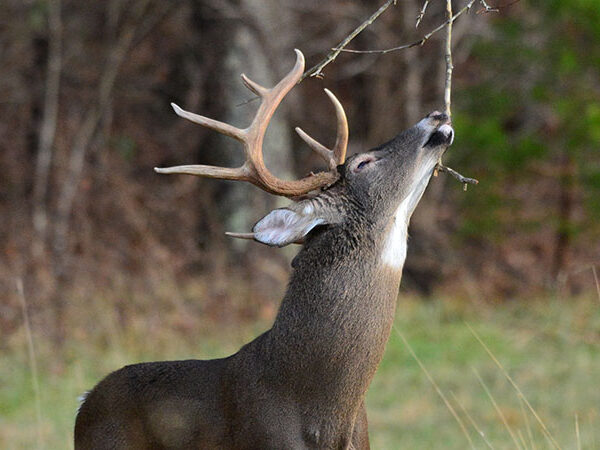 Louisiana Sportsman